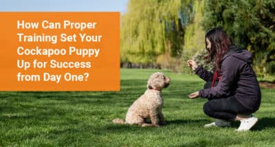 Training Your Cockapoo: How To Be Successful from Day One!