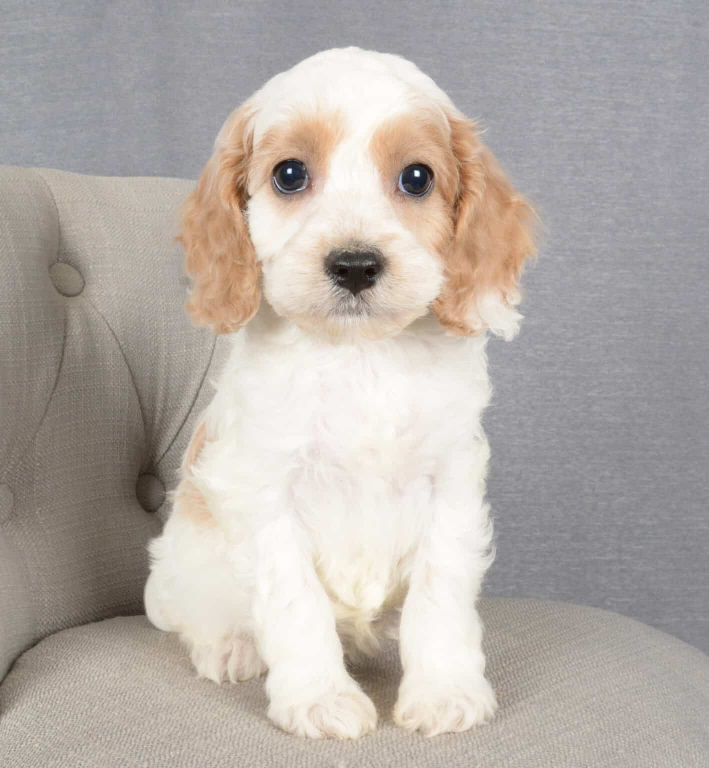 Available Cockapoo Puppies for Adoption | Cockapoo Puppies Canada