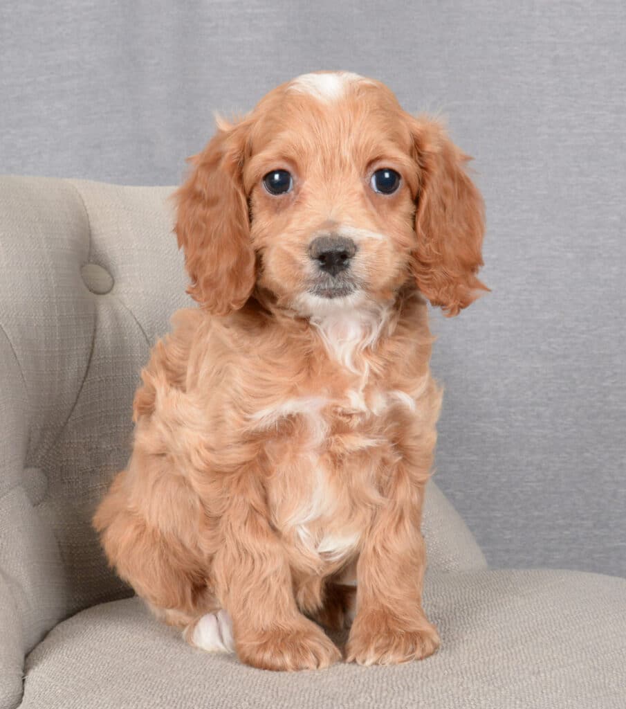 Available Cockapoo Puppies for Adoption | Cockapoo Puppies Canada