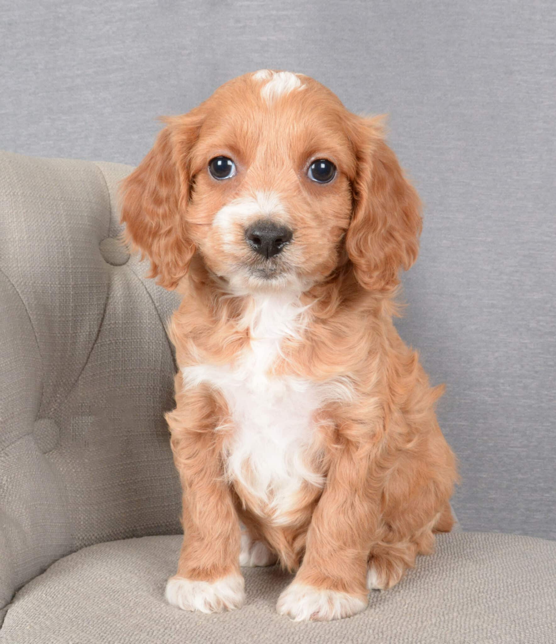 Available Cockapoo Puppies for Adoption | Cockapoo Puppies Canada