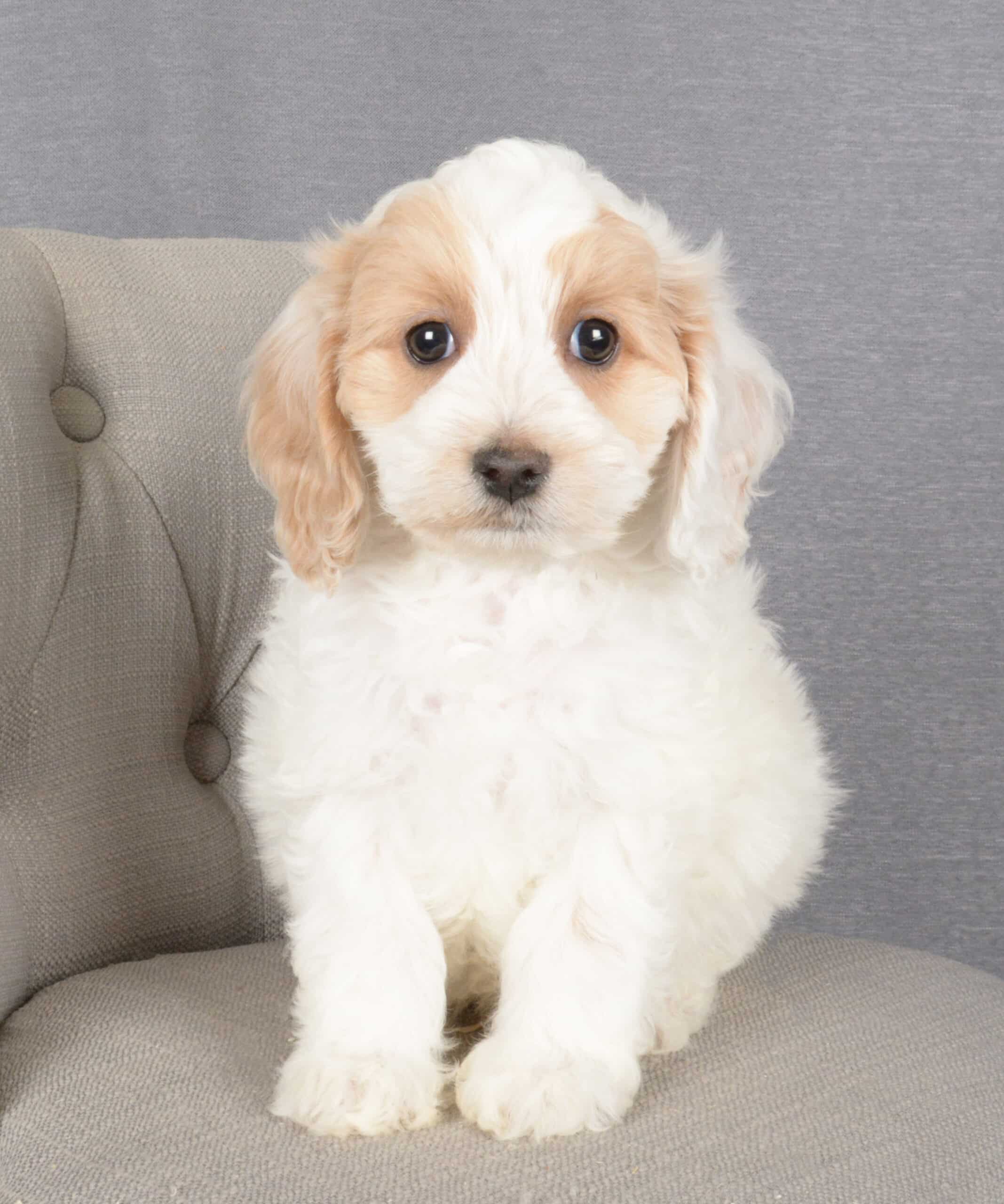 Get in Touch with us | Contact Cockapoo Puppies Canada