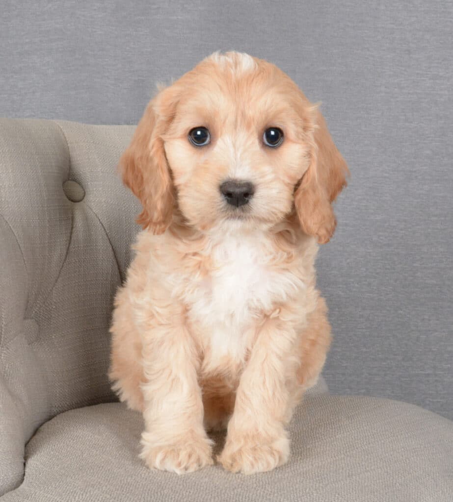 Available Cockapoo Puppies for Adoption | Cockapoo Puppies Canada