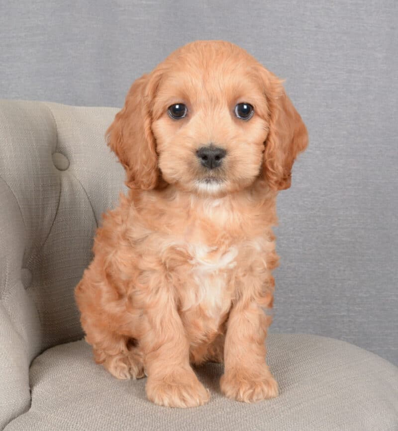 Available Cockapoo Puppies for Adoption | Cockapoo Puppies Canada