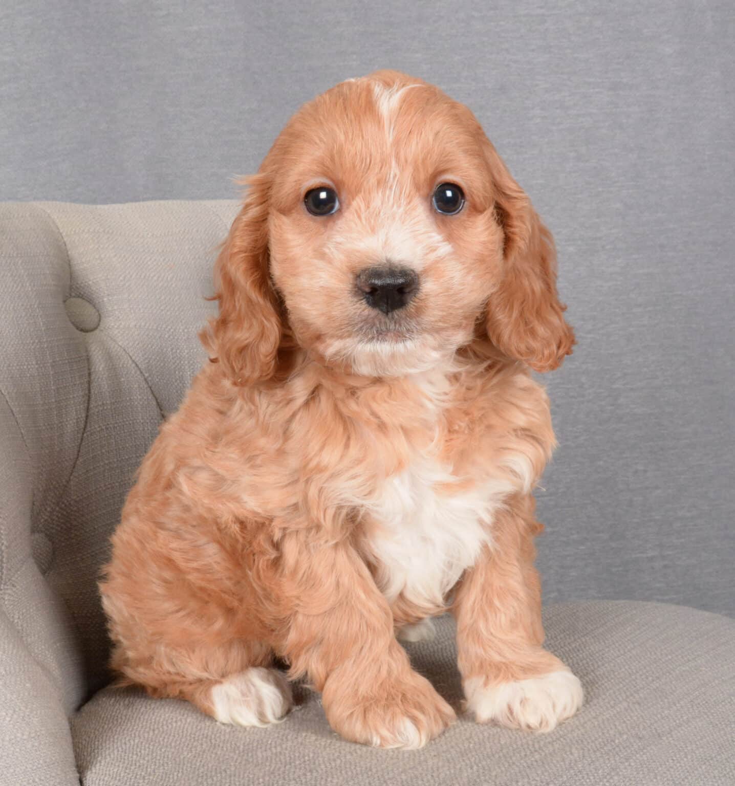 Available Cockapoo Puppies for Adoption | Cockapoo Puppies Canada