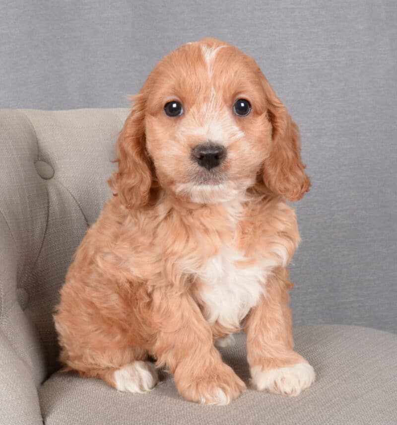Available Cockapoo Puppies for Adoption | Cockapoo Puppies Canada
