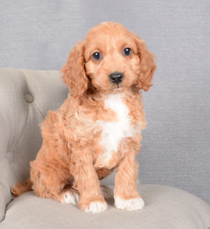 Available Cockapoo Puppies for Adoption | Cockapoo Puppies Canada