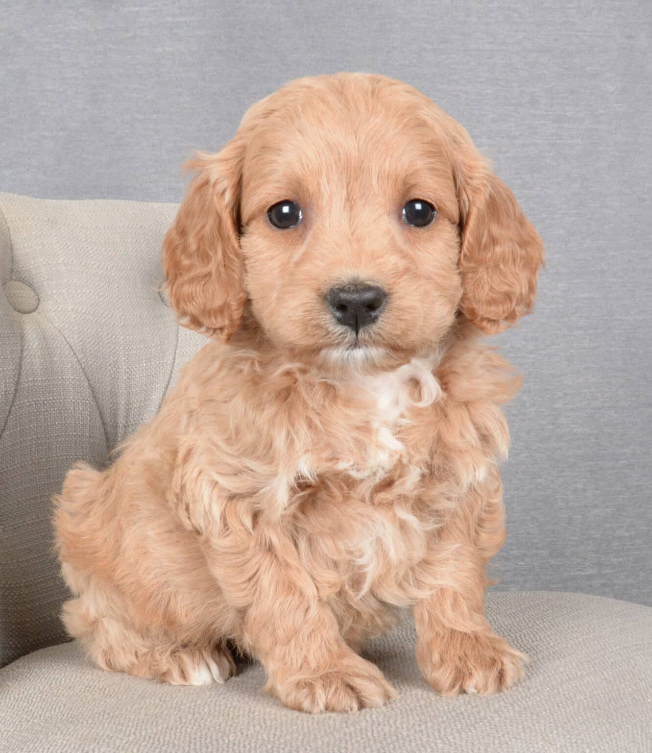 Available Cockapoo Puppies for Adoption | Cockapoo Puppies Canada