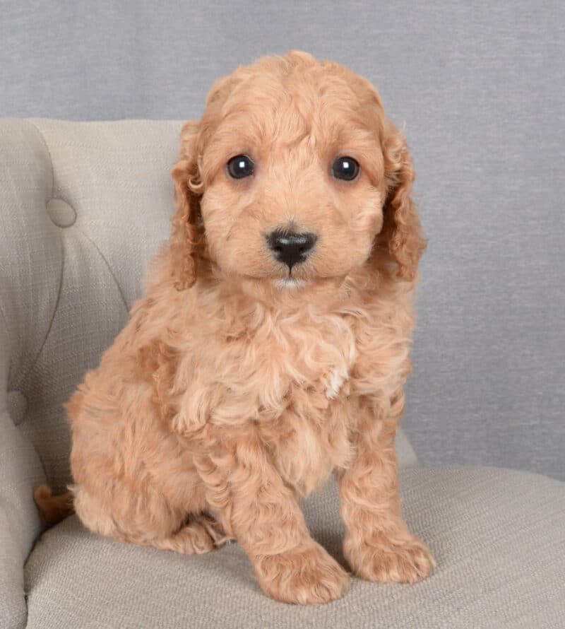 Available Cockapoo Puppies for Adoption | Cockapoo Puppies Canada