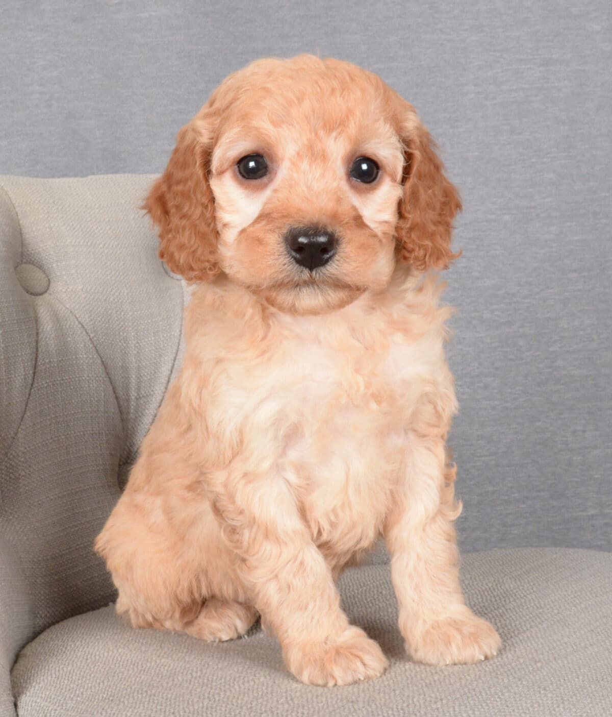 Available Cockapoo Puppies for Adoption | Cockapoo Puppies Canada