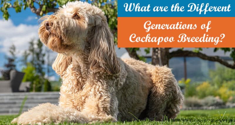 Exploring Cockapoo Generations: A Comprehensive Guide