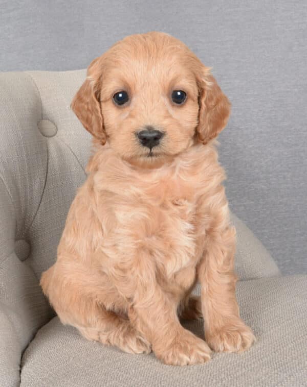 Available Cockapoo Puppies for Adoption | Cockapoo Puppies Canada