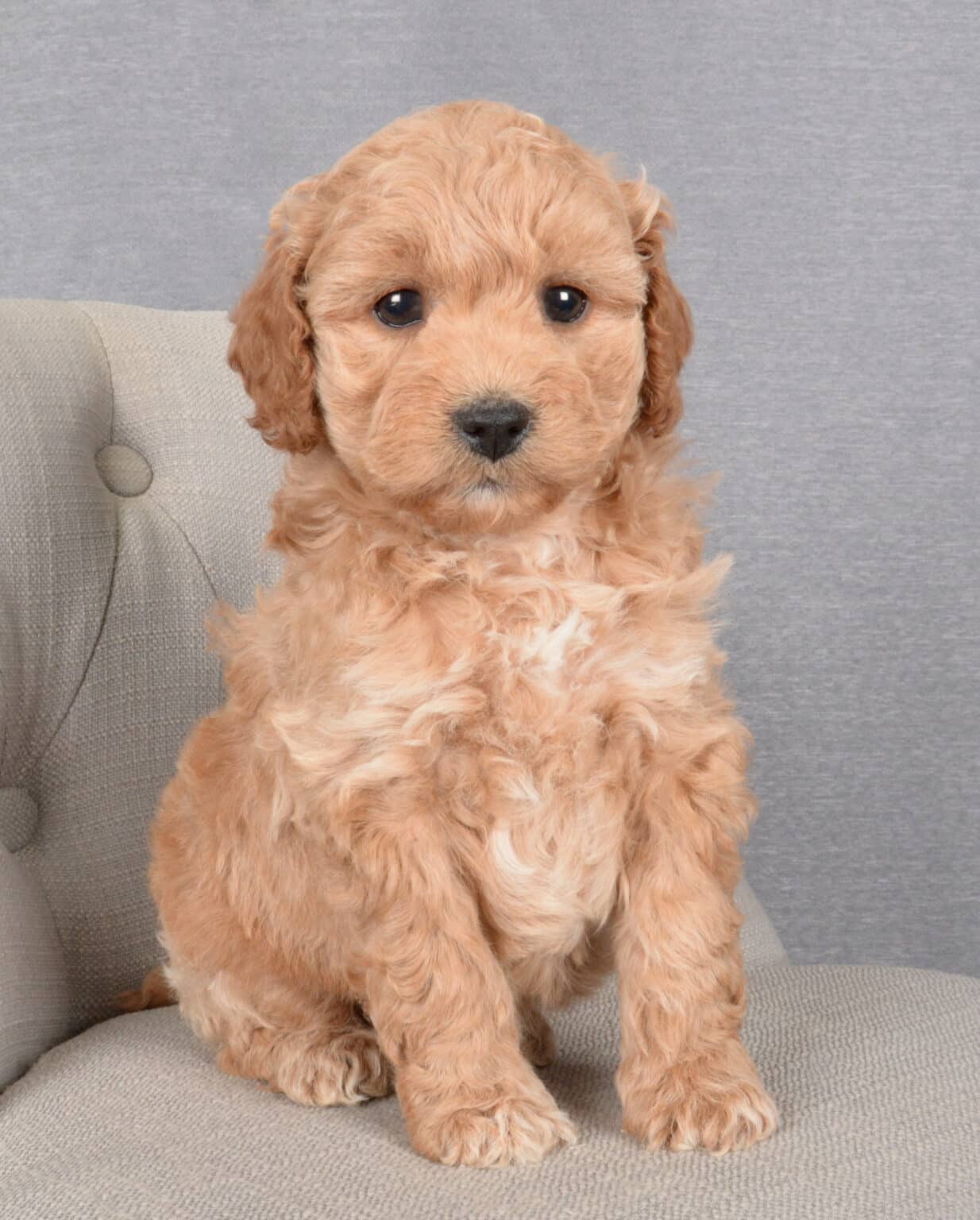 Available Cockapoo Puppies for Adoption | Cockapoo Puppies Canada