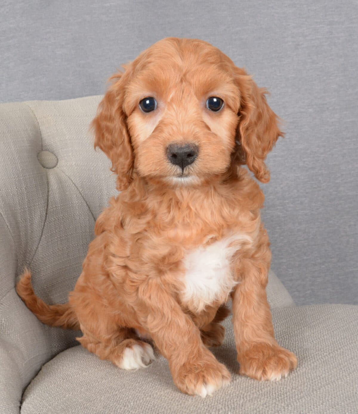 Available Cockapoo Puppies for Adoption | Cockapoo Puppies Canada