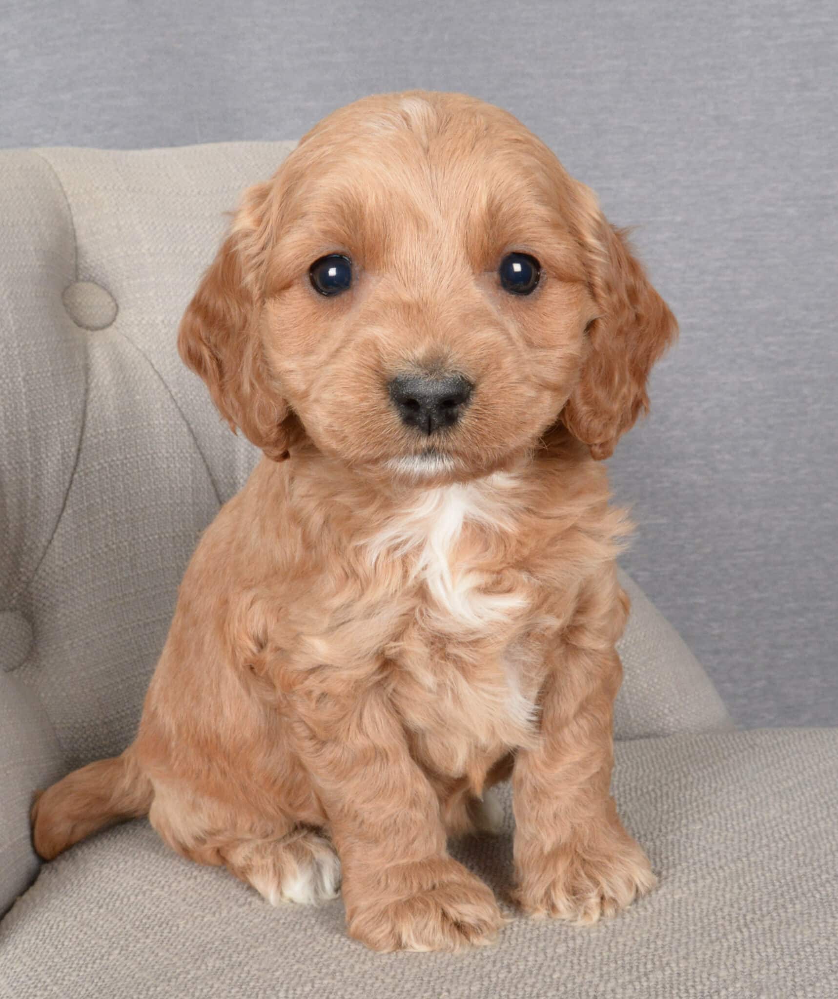 Available Cockapoo Puppies for Adoption | Cockapoo Puppies Canada