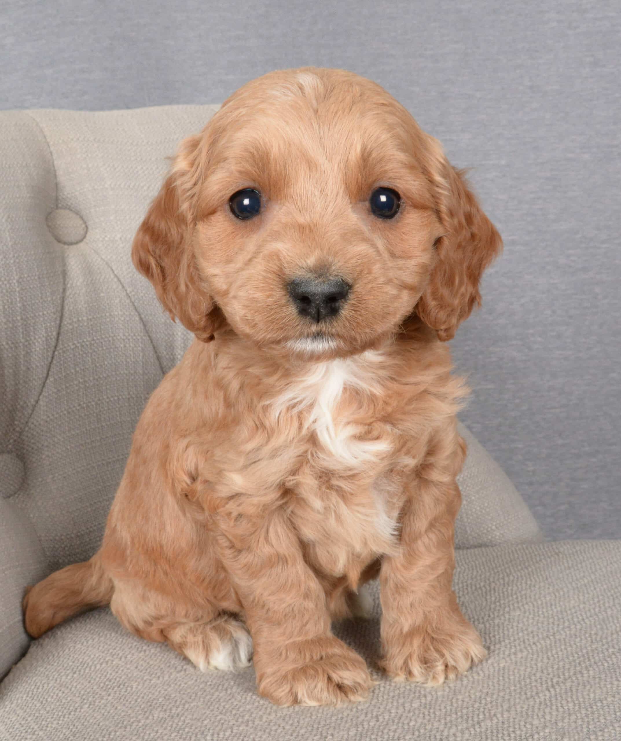 Available Cockapoo Puppies for Adoption | Cockapoo Puppies Canada