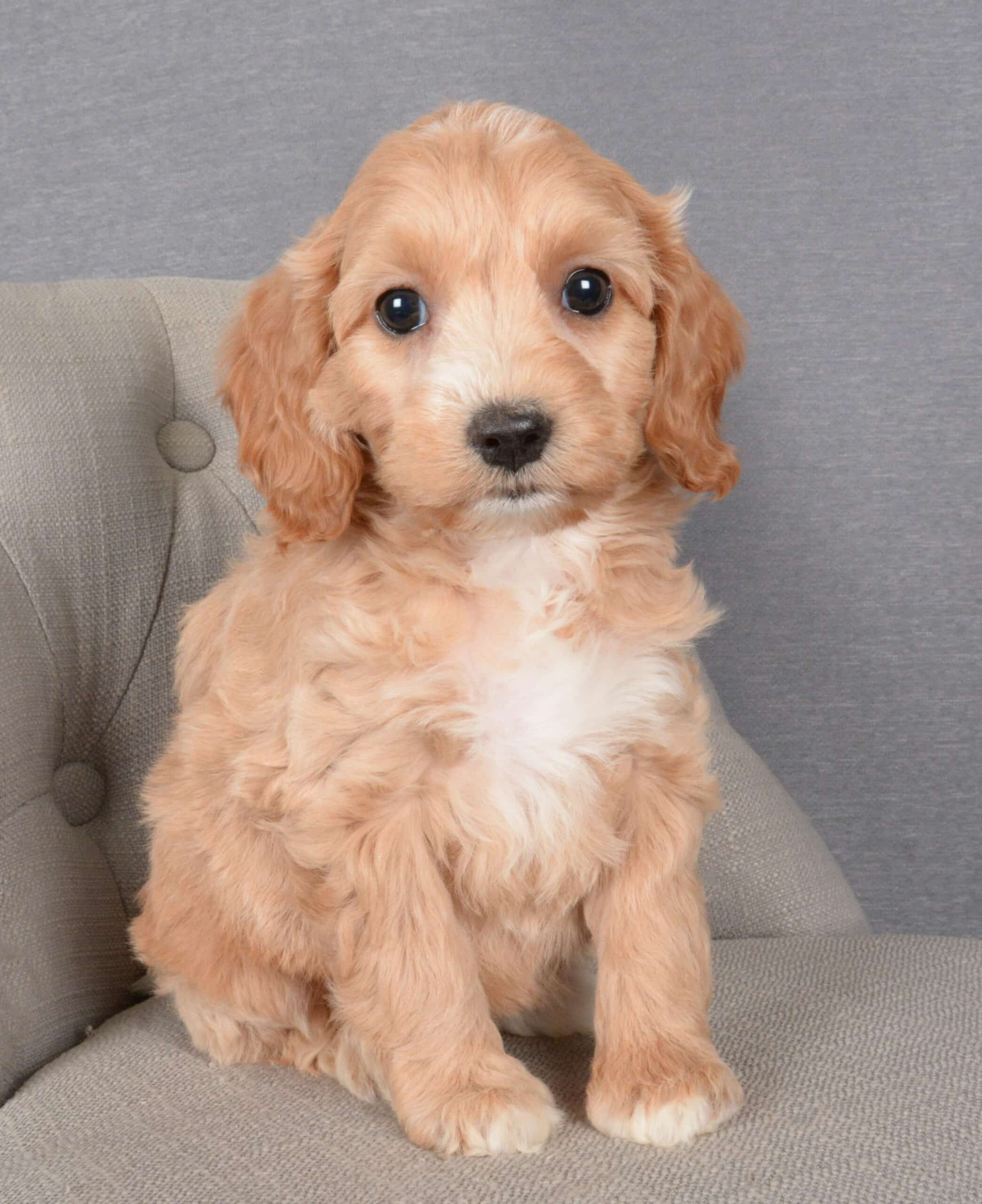 Cockapoos: How Did They Become Canada's Top Poodle Mix!