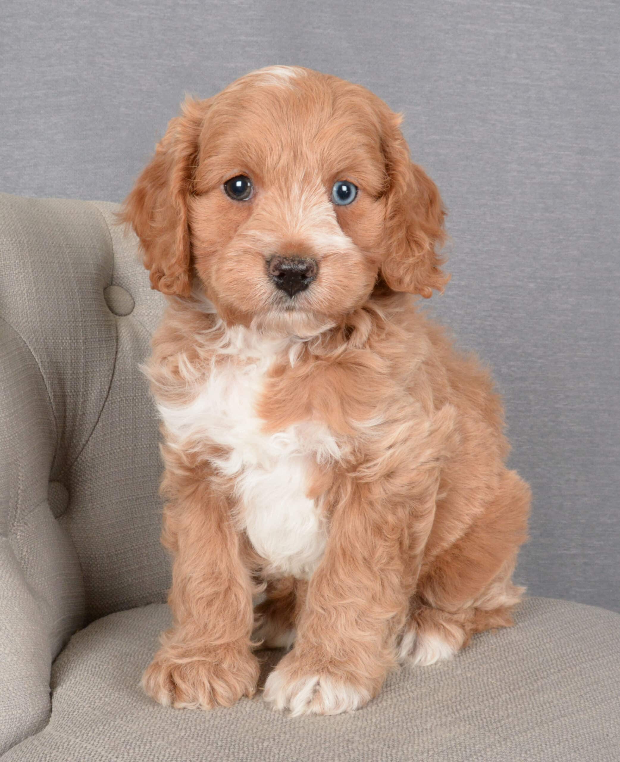 Training Your Cockapoo: How To Be Successful from Day One!
