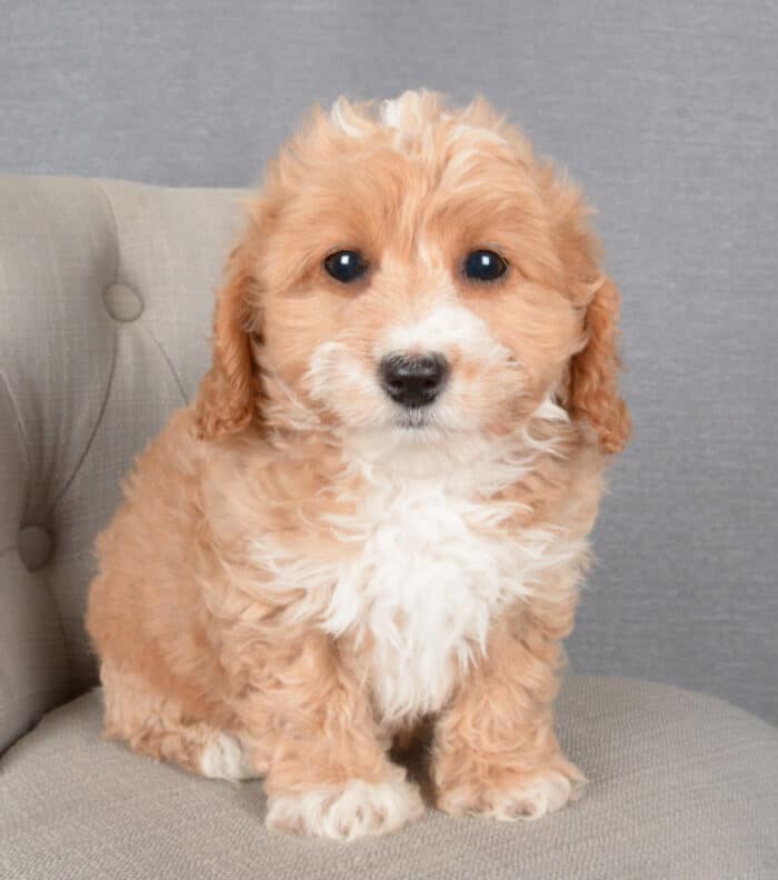 Available Cockapoo Puppies for Adoption | Cockapoo Puppies Canada