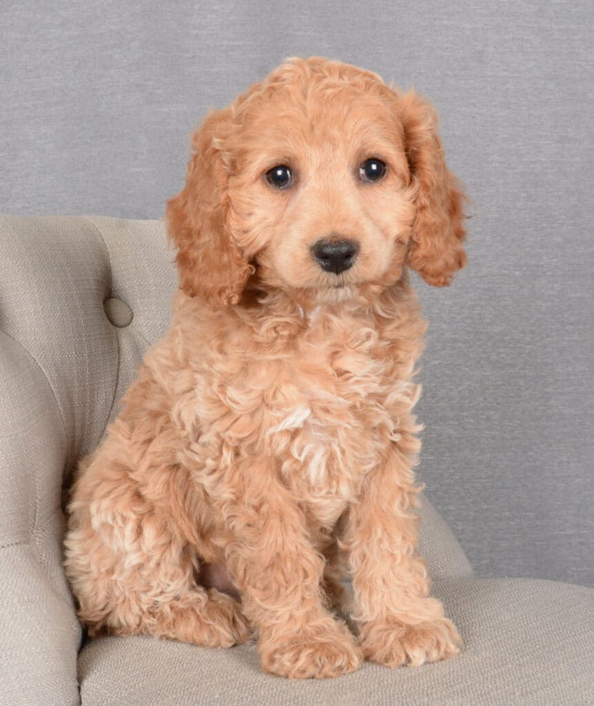 Available Cockapoo Puppies for Adoption | Cockapoo Puppies Canada