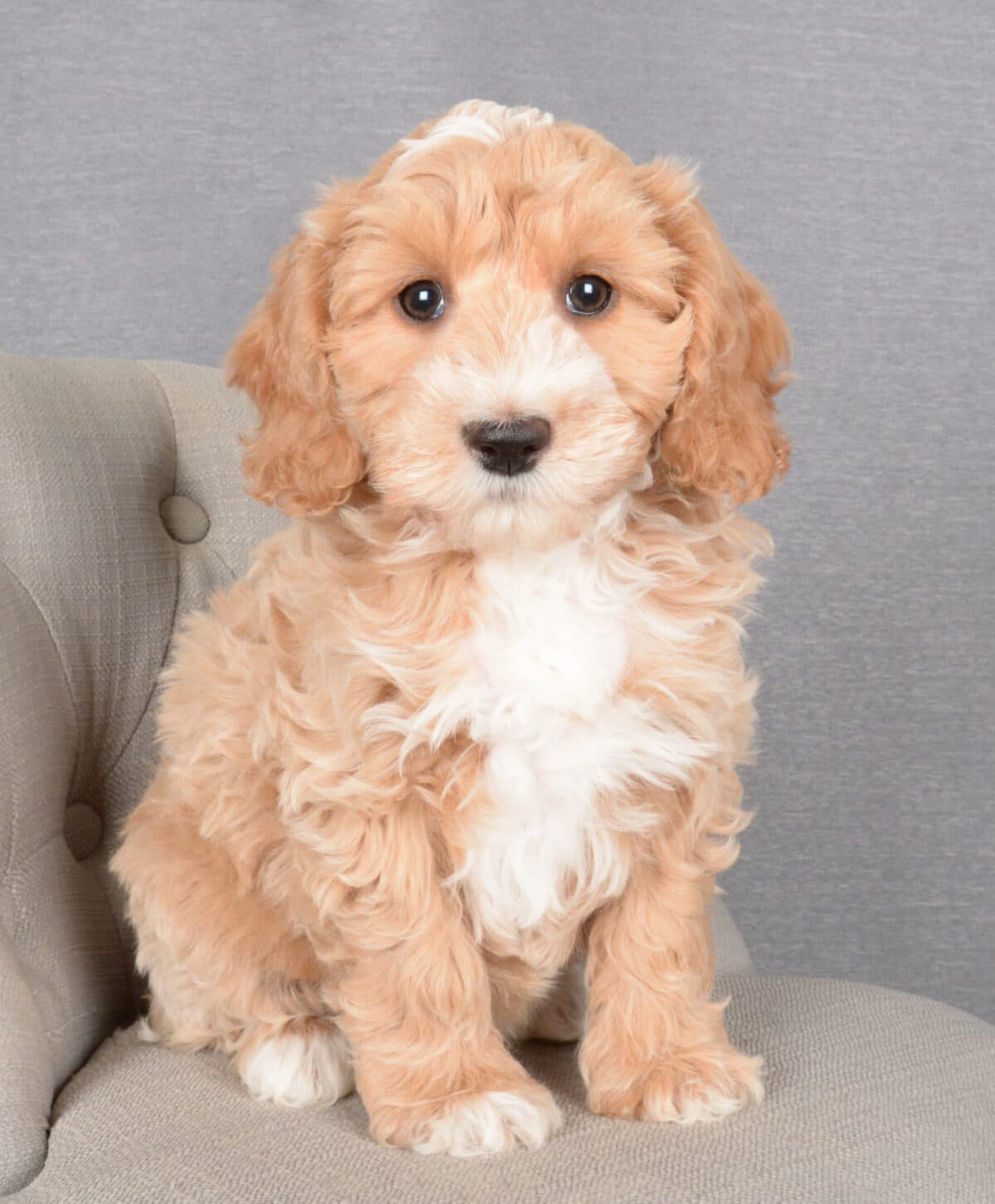 Available Cockapoo Puppies for Adoption | Cockapoo Puppies Canada