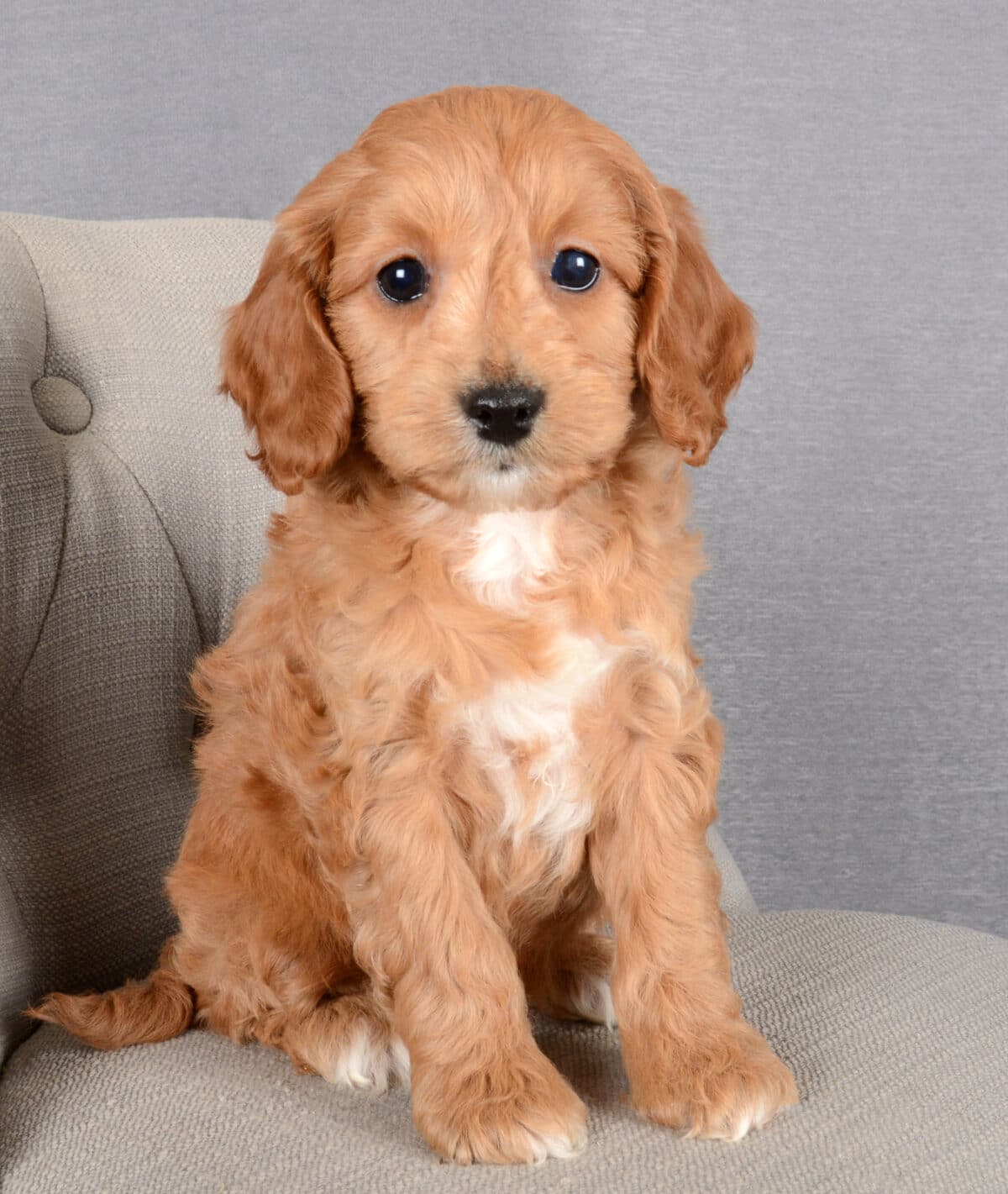 Available Cockapoo Puppies for Adoption | Cockapoo Puppies Canada