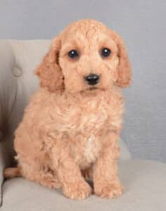 Available Cockapoo Puppies for Adoption | Cockapoo Puppies Canada
