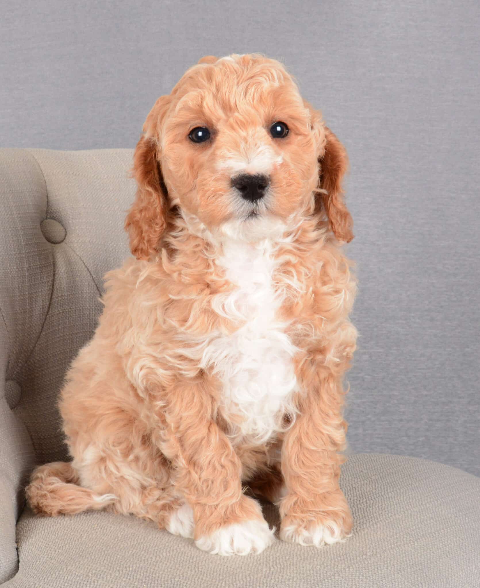 Available Cockapoo Puppies for Adoption | Cockapoo Puppies Canada
