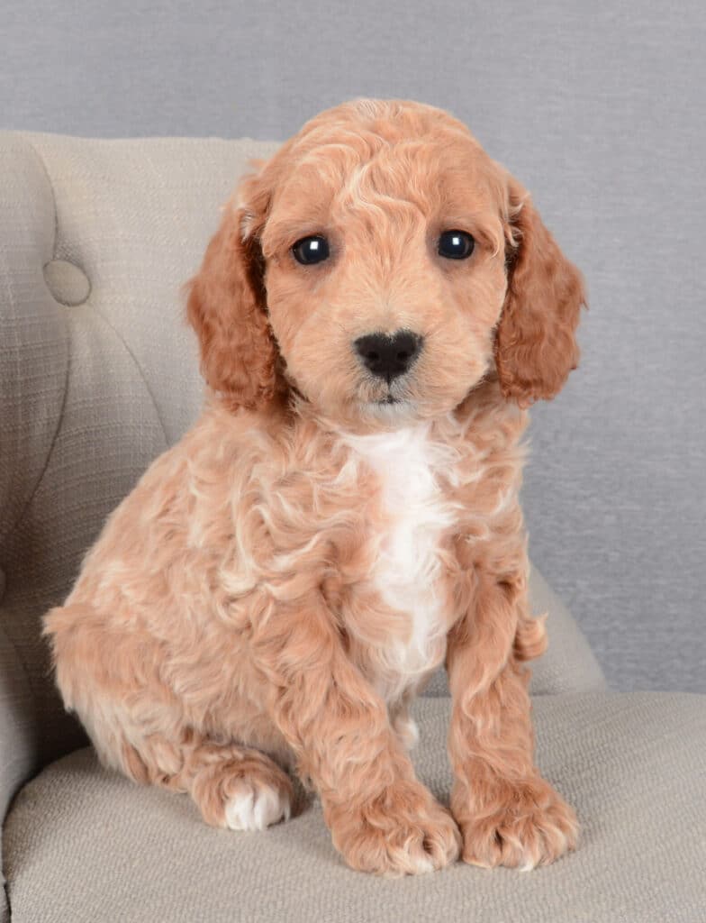 Available Cockapoo Puppies for Adoption | Cockapoo Puppies Canada