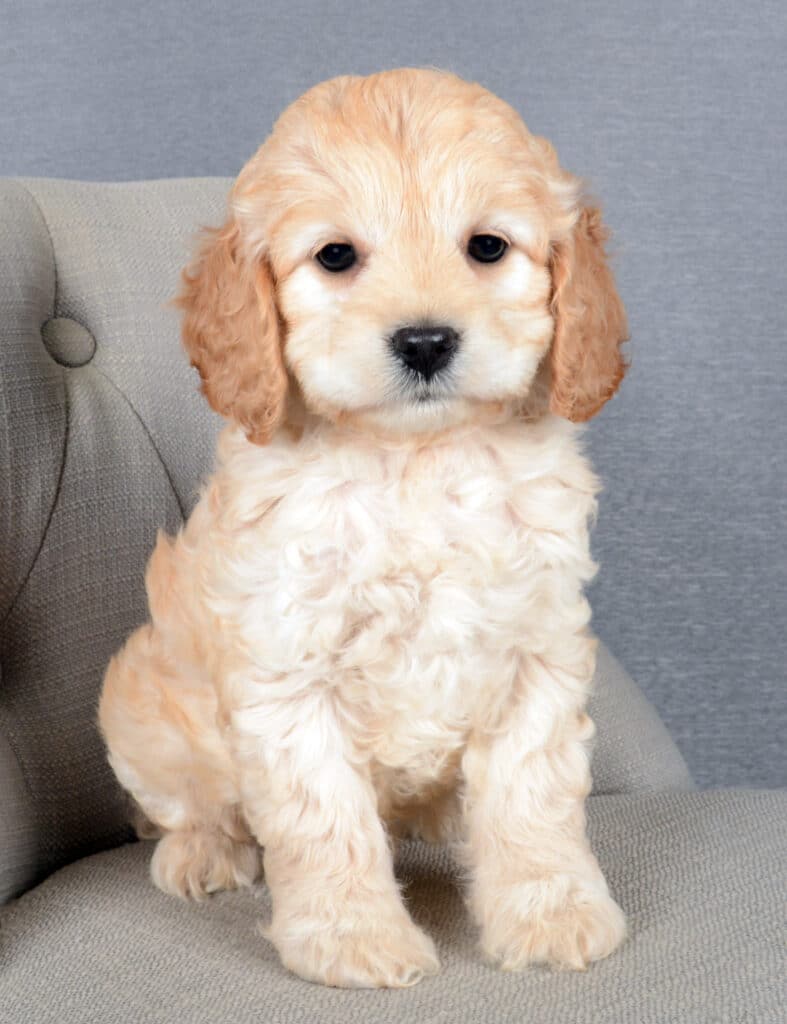 Available Cockapoo Puppies for Adoption | Cockapoo Puppies Canada