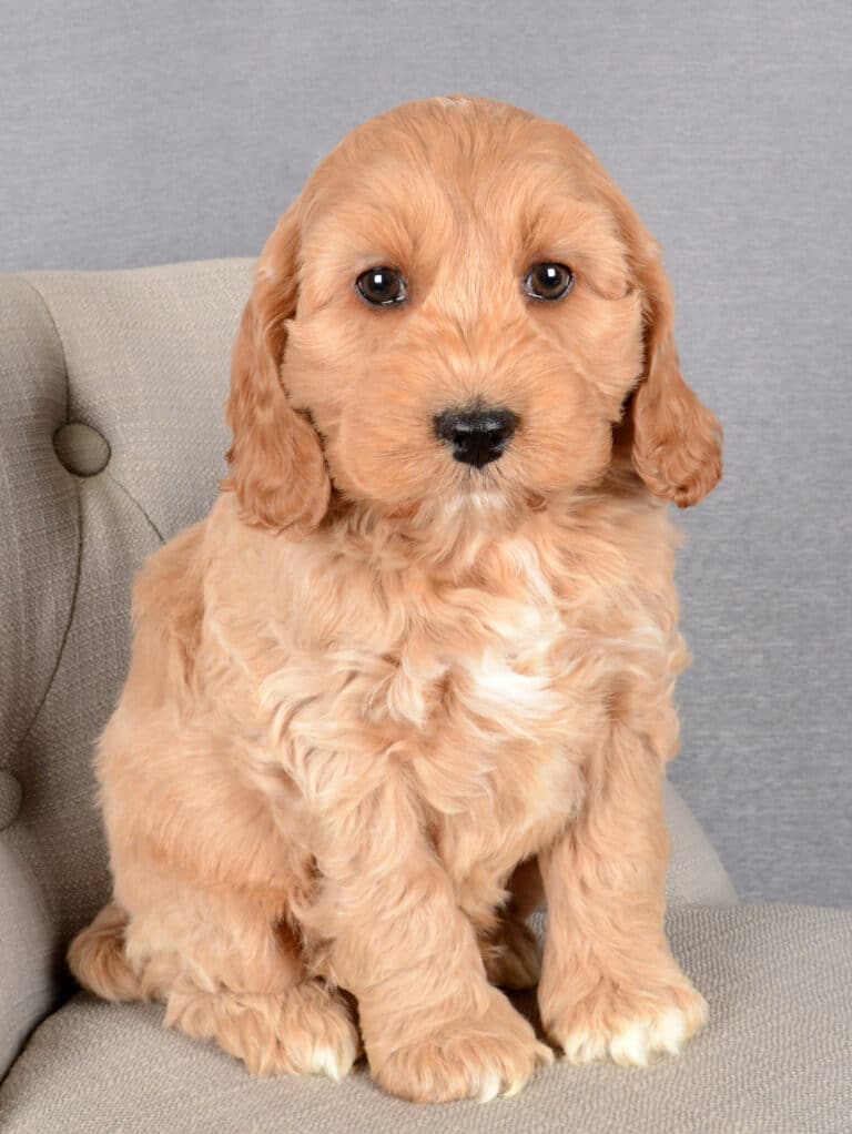 Available Cockapoo Puppies for Adoption | Cockapoo Puppies Canada