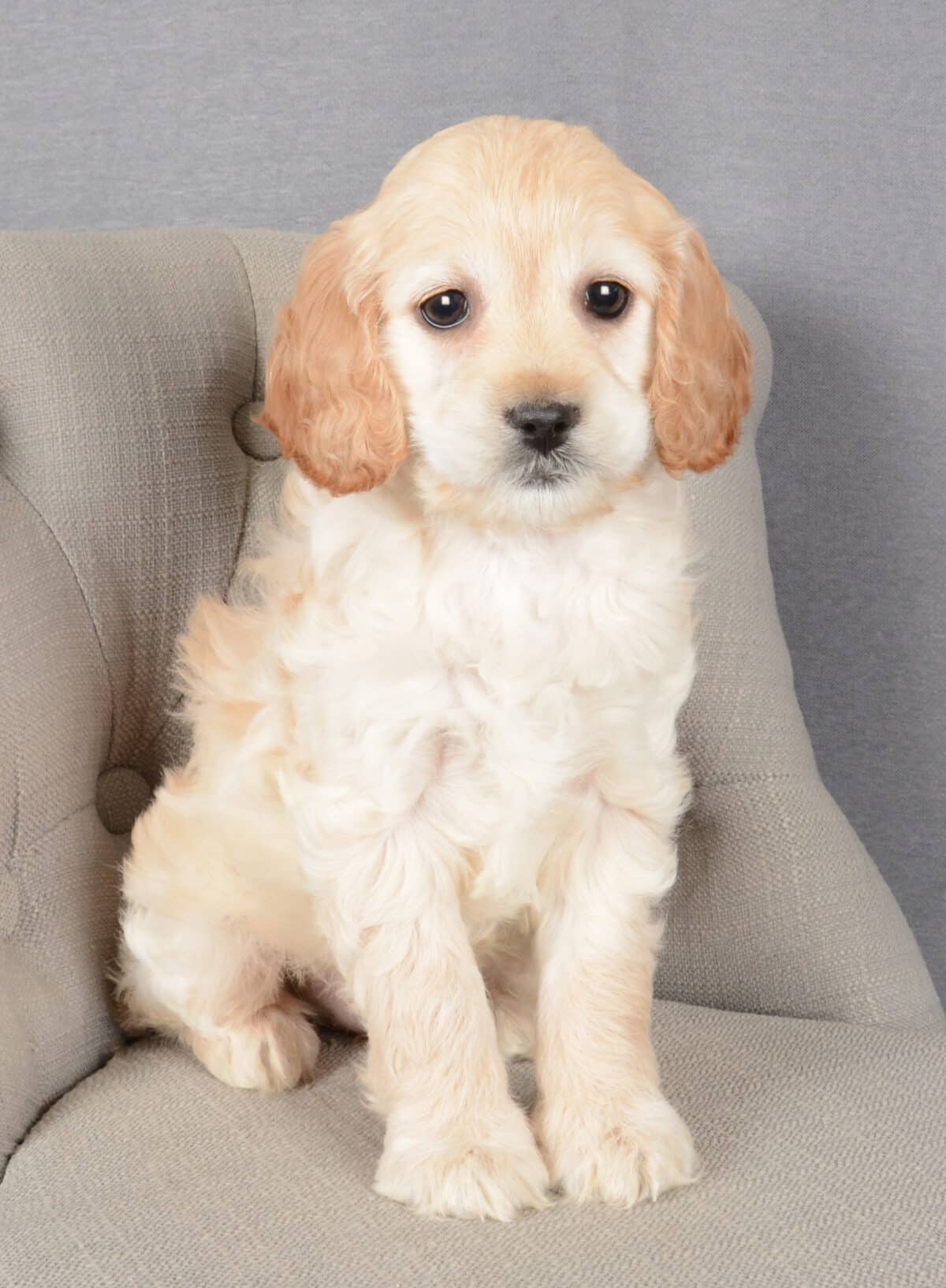 Available Cockapoo Puppies for Adoption | Cockapoo Puppies Canada