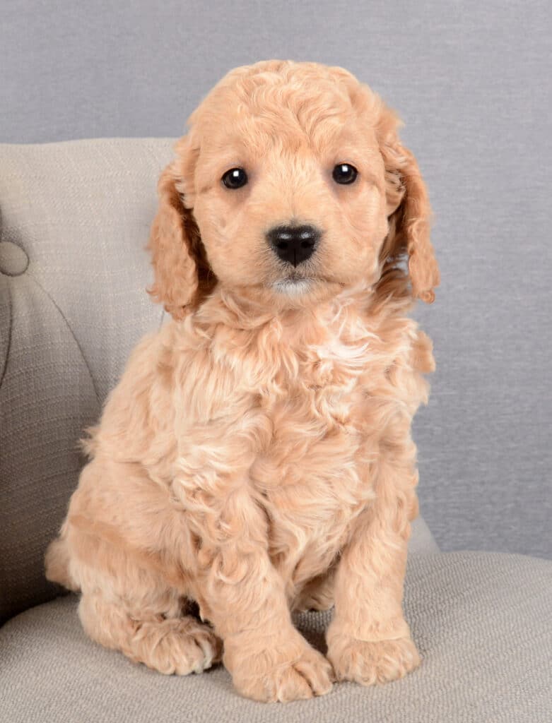 Available Cockapoo Puppies for Adoption | Cockapoo Puppies Canada