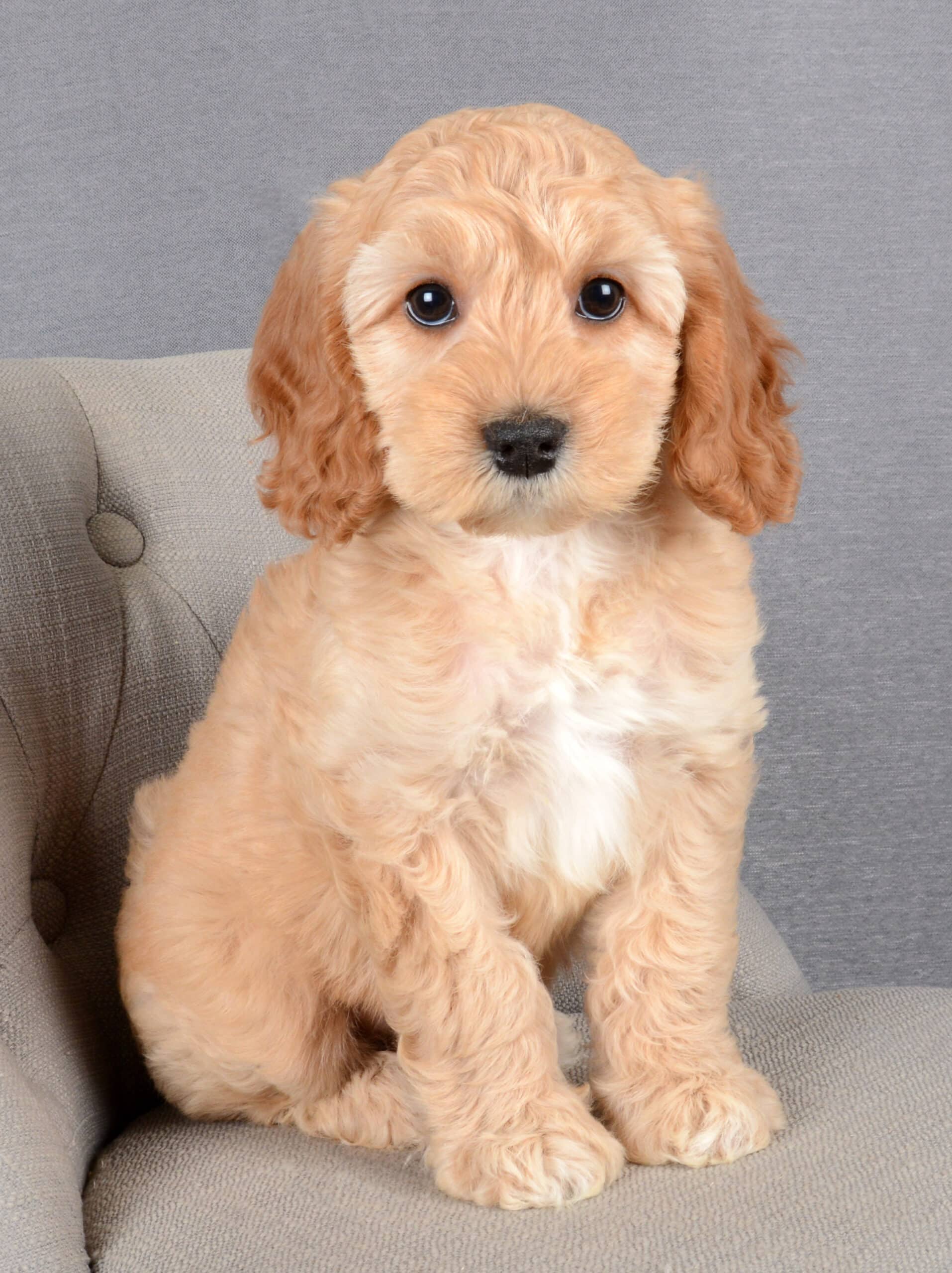 Available Cockapoo Puppies for Adoption | Cockapoo Puppies Canada
