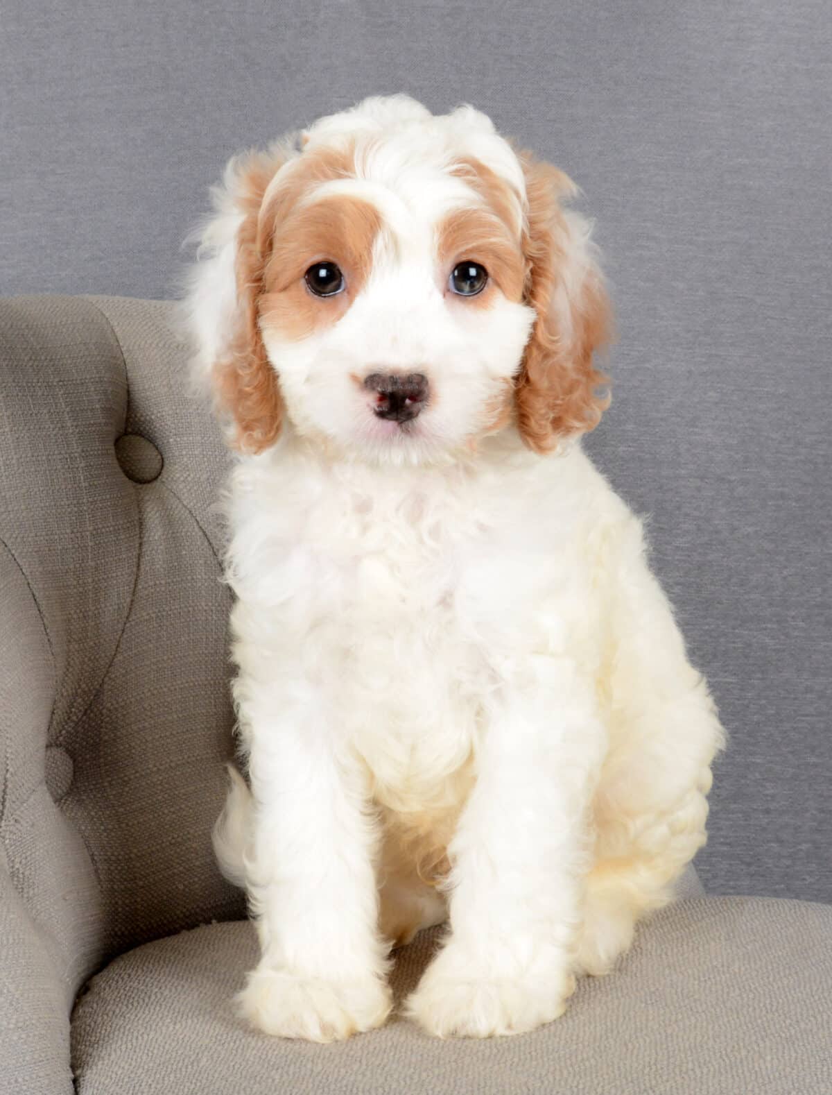 Available Cockapoo Puppies for Adoption | Cockapoo Puppies Canada