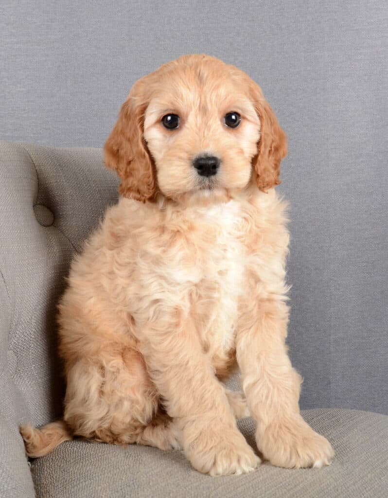 Available Cockapoo Puppies for Adoption | Cockapoo Puppies Canada